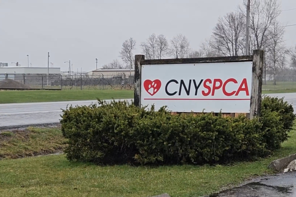 » CNY SPCA’s Adoption Rates Recovered Post COVID-19
