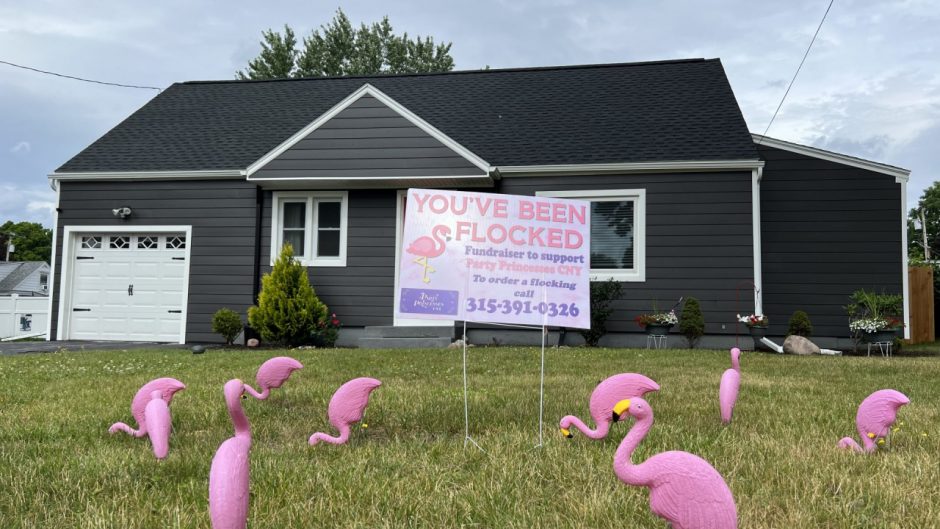 » What the Flock is Going on in Central New York?