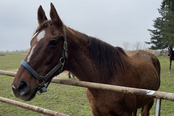 » Program Seeks Donations to Connect Horses and Children