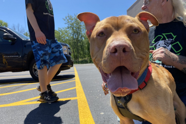 » CNY Nonprofit Overcoming Dog Adoption Obstacles