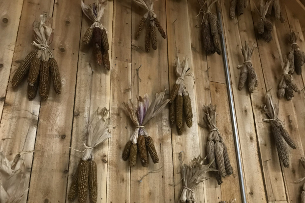 » Thousands of Historical Seeds Preserved