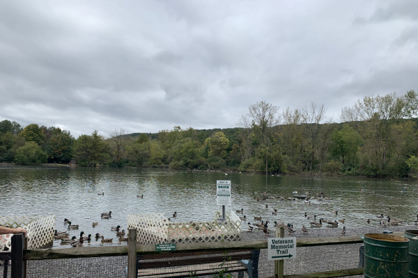 » Volunteers Add New Features at Syracuse’s Webster Pond