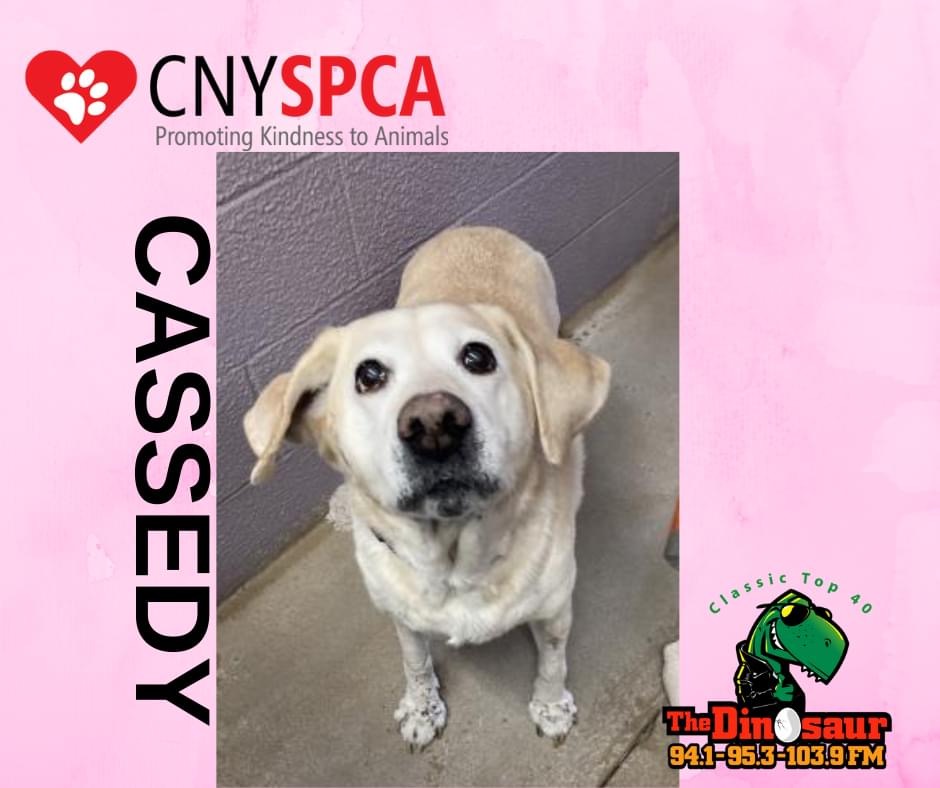 » November Brings Hope to CNY SPCA Senior Animals