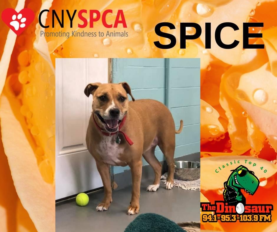 » November Brings Hope to CNY SPCA Senior Animals