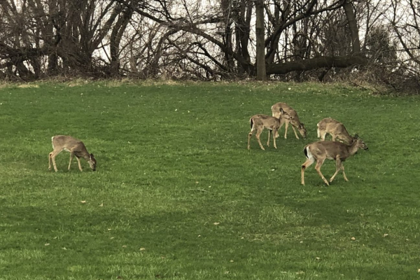 » Dewitt’s Deer Management Program is Reducing the Deer Population