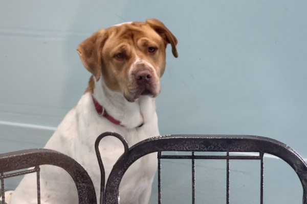 » CNY SPCA Utilizing Social Media During Pandemic for Adoptions