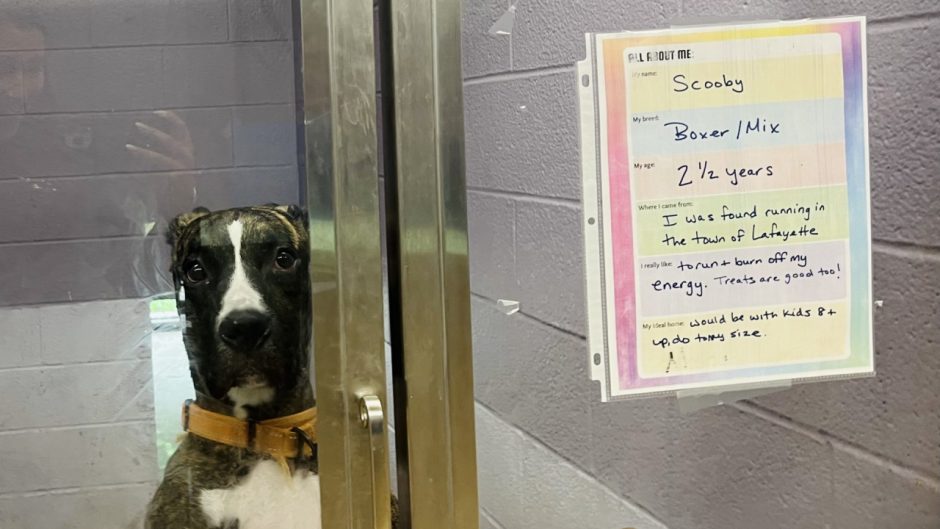 » CNY Animal Shelter Urges Adoption to Combat Overflow
