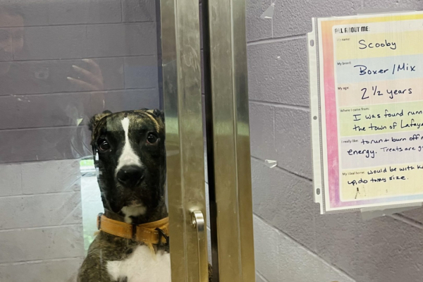 » CNY Animal Shelter Urges Adoption to Combat Overflow