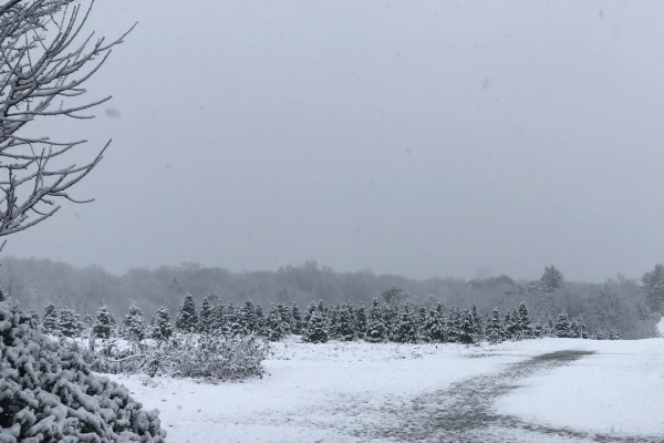 » Early Winter Weather Impacts Christmas Trees