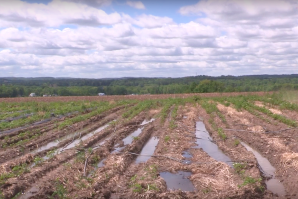 » Heavy Rains are Causing Farms to Suffer
