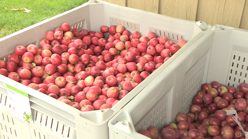 » Trees Change the Apple Picking Game