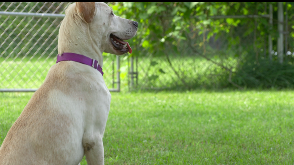 » CNY Animal Shelters Experience Decrease in Adoption Applications