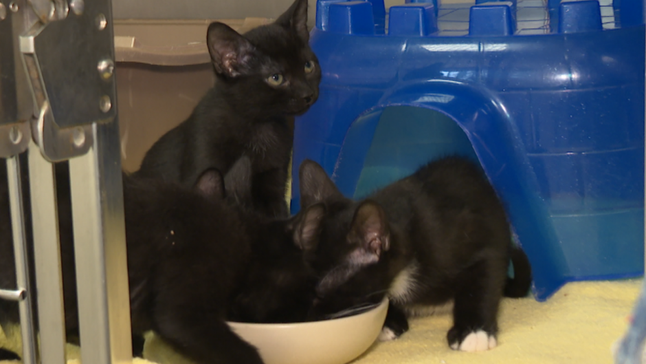 » CNY Animal Shelters Overwhelmed by Forgotten Furry Friends