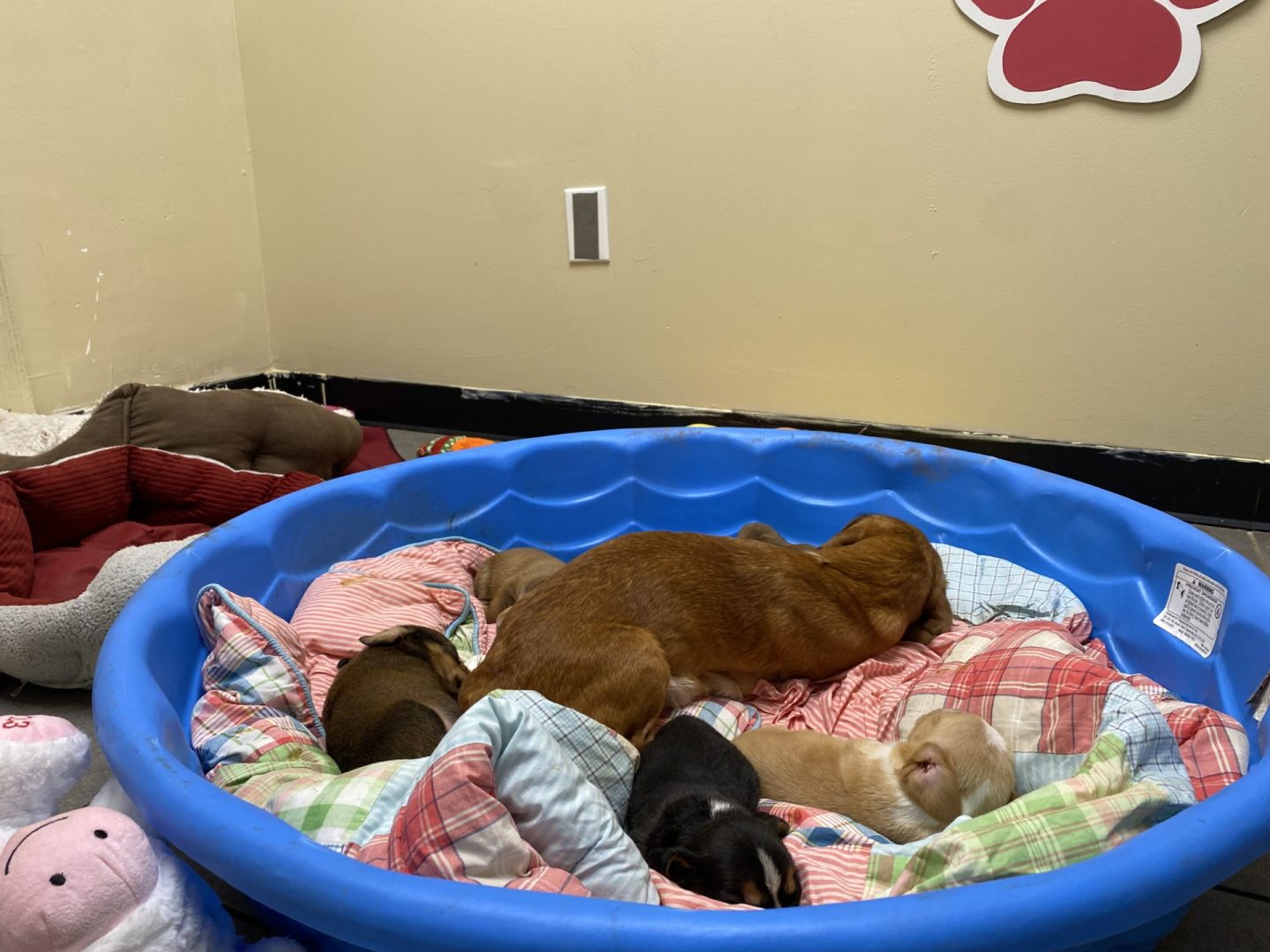 » CNY SPCA Rescues 61 Beagles After Hoarding Situation
