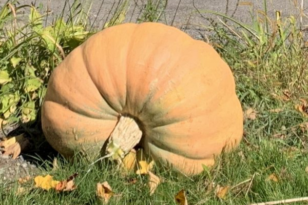 » Pumpkin Power: Gary Adams and His Unique Hobby