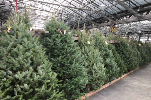 » Christmas Trees Cultivating Climate Change