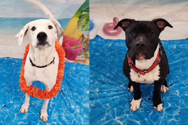 » Two CNY SPCA Dogs Wait Months to Find Their Forever Homes